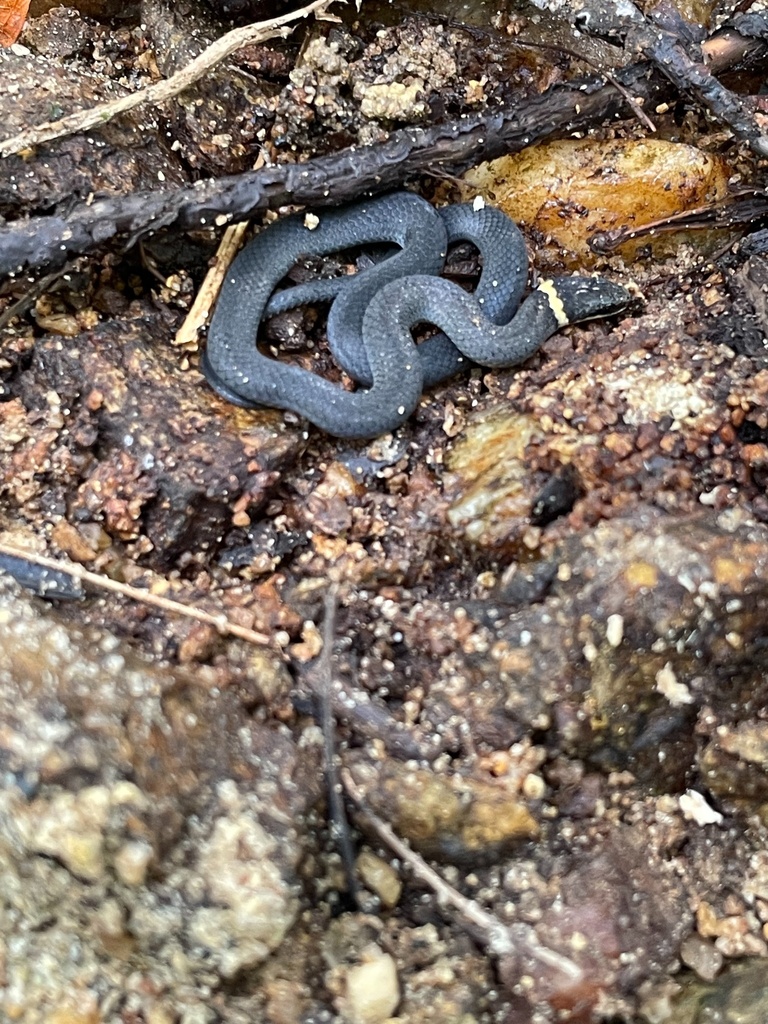 Northern Ringneck Snake from Victory Ln, Liberty, NC, US on September 7 ...