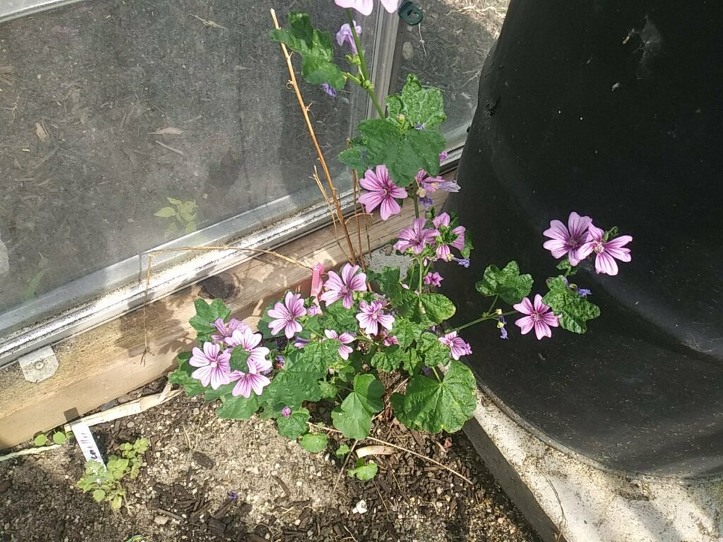 Common Mallow from Paradise, UT 84328, USA on July 8, 2023 at 04:44 PM ...