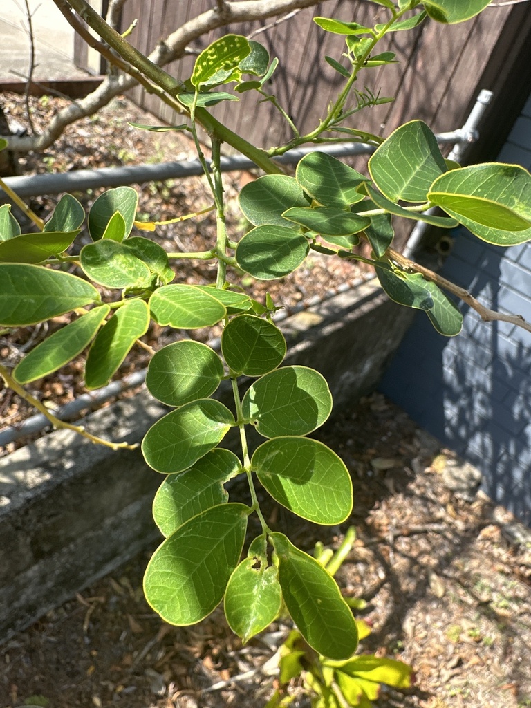 Easter Cassia in September 2023 by bracksy · iNaturalist