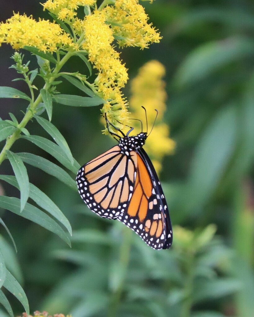 Monarch from Prince Edward, ON, Canada on September 7, 2023 at 05:38 PM ...