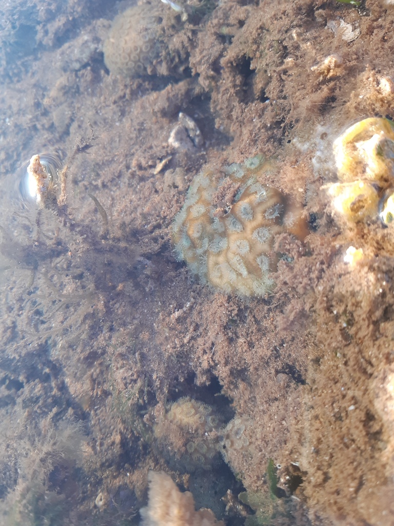 Coelastrea palauensis in September 2023 by the-reef-stalker · iNaturalist