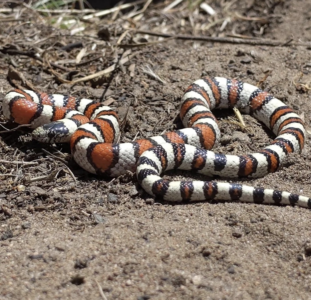 Western Milksnake in May 2023 by Beren Erkan (herper/photographer ...