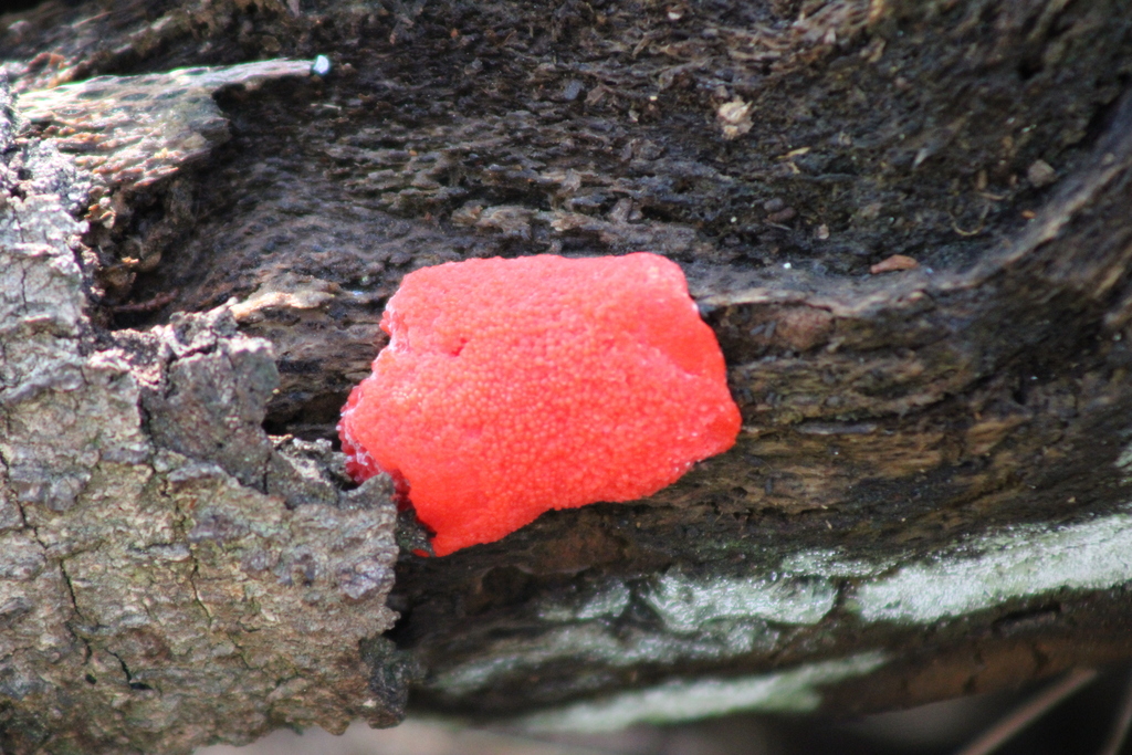 Red Raspberry Slime Mold from Launceston TAS, Australia on August 27 ...