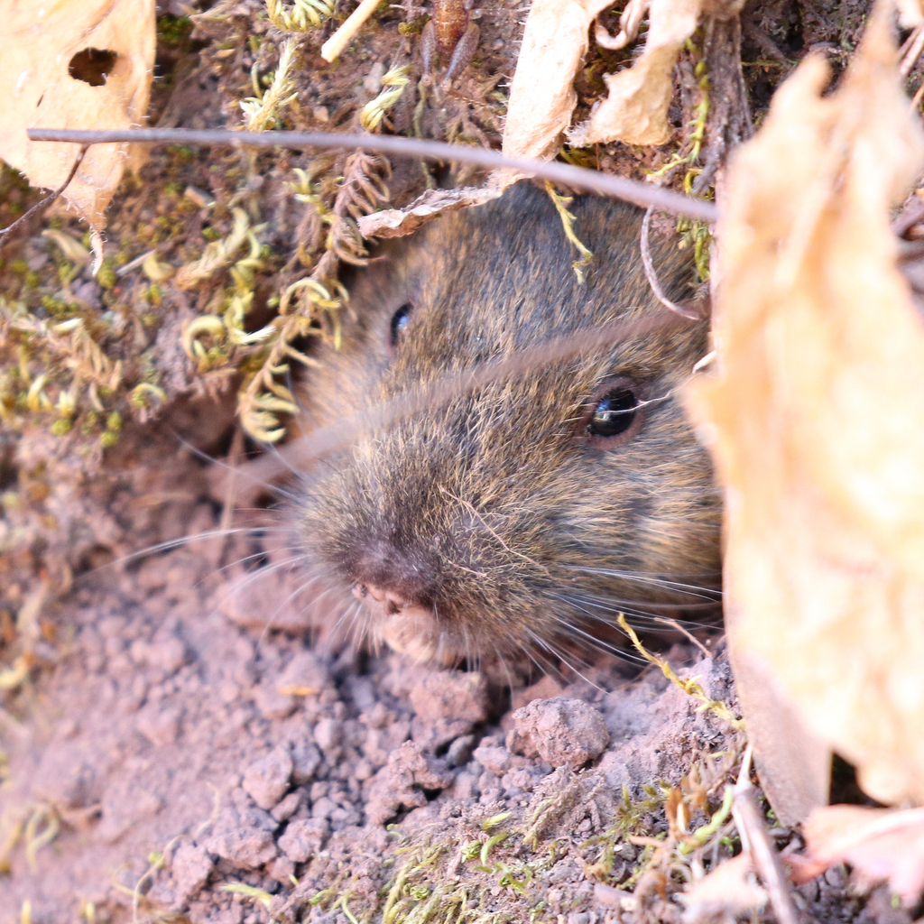 Botta's Pocket Gopher from San Jose, CA, USA on September 7, 2023 at 10 ...