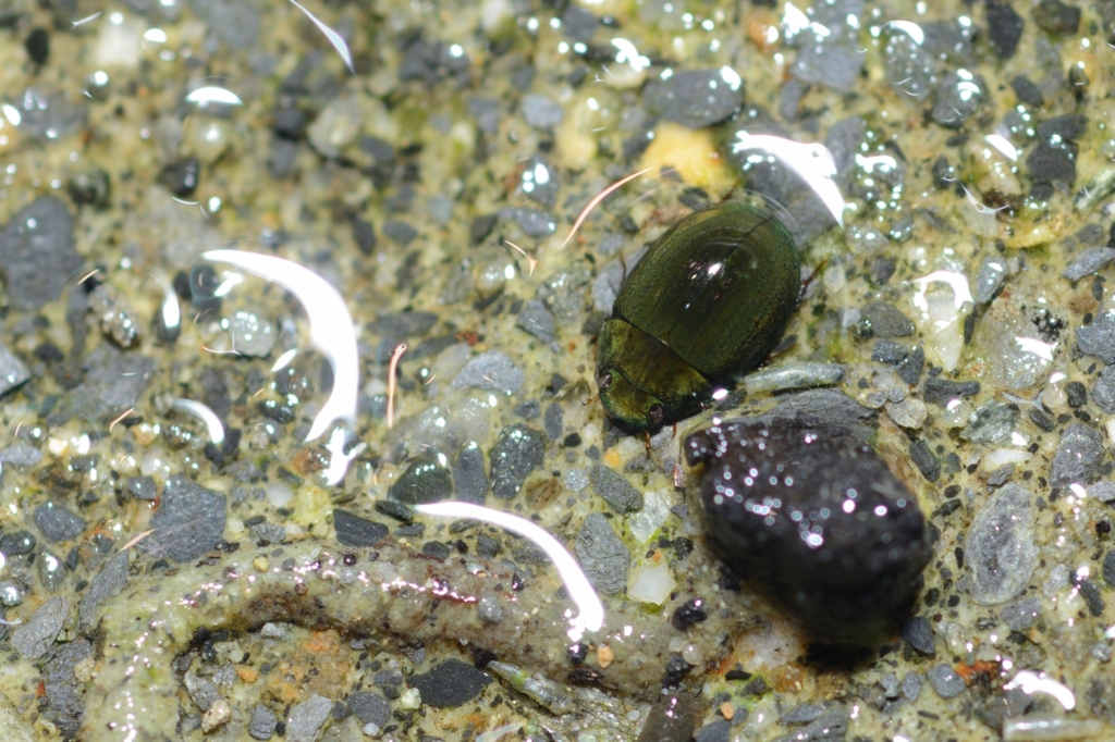 Oocyclus in August 2023 by Yui Hong Chiu · iNaturalist