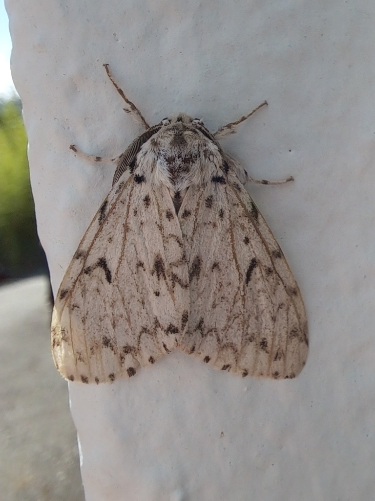 Lymantria from Geochang-gun, Gyeongsangnam-do, South Korea on September ...