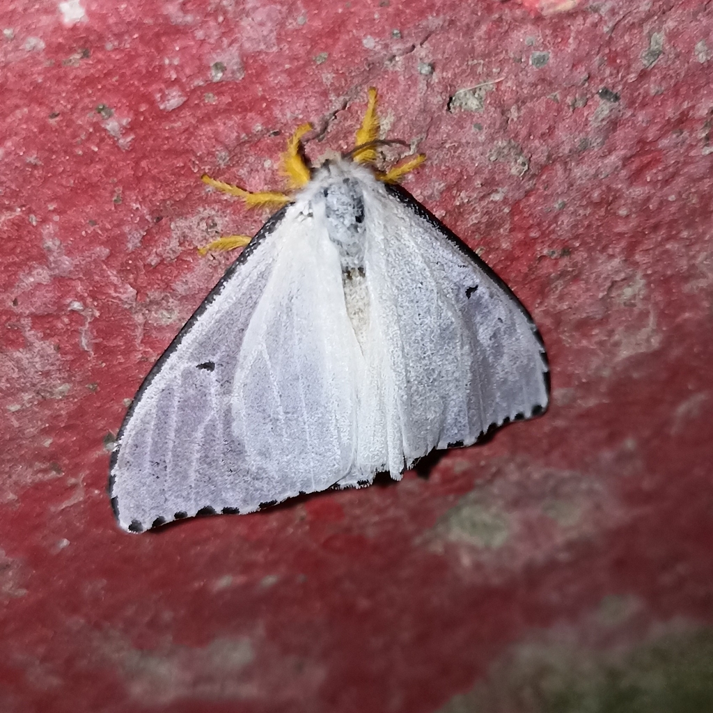 Aruta flavipes from 36JQ+XMJ, Munsyari, Uttarakhand 262554, India on ...