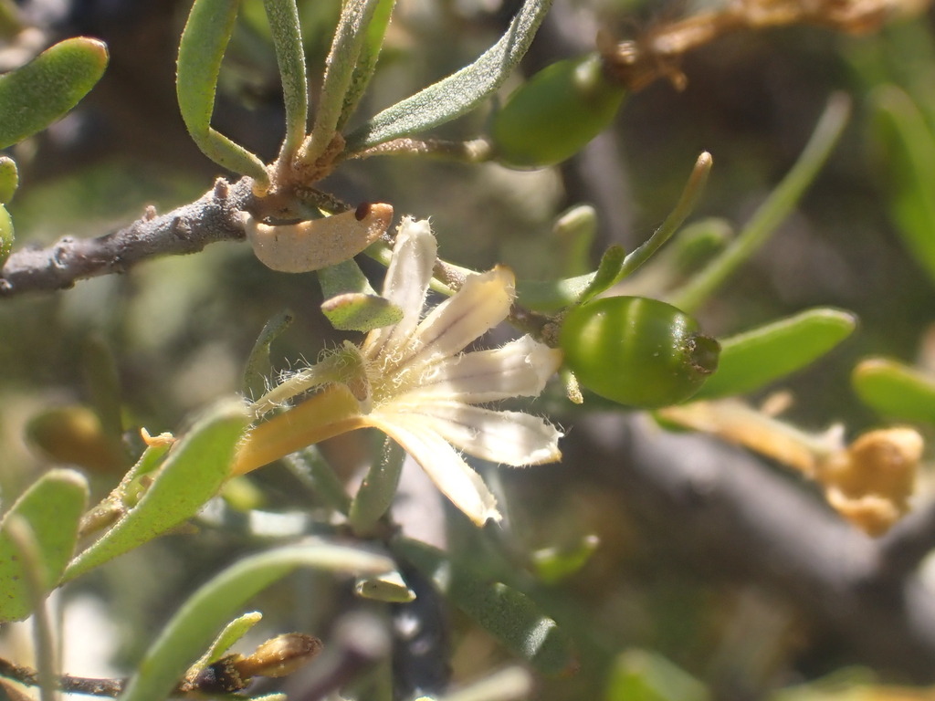 Spiny Fan-flower from Alpha QLD 4724, Australia on September 7, 2023 at ...