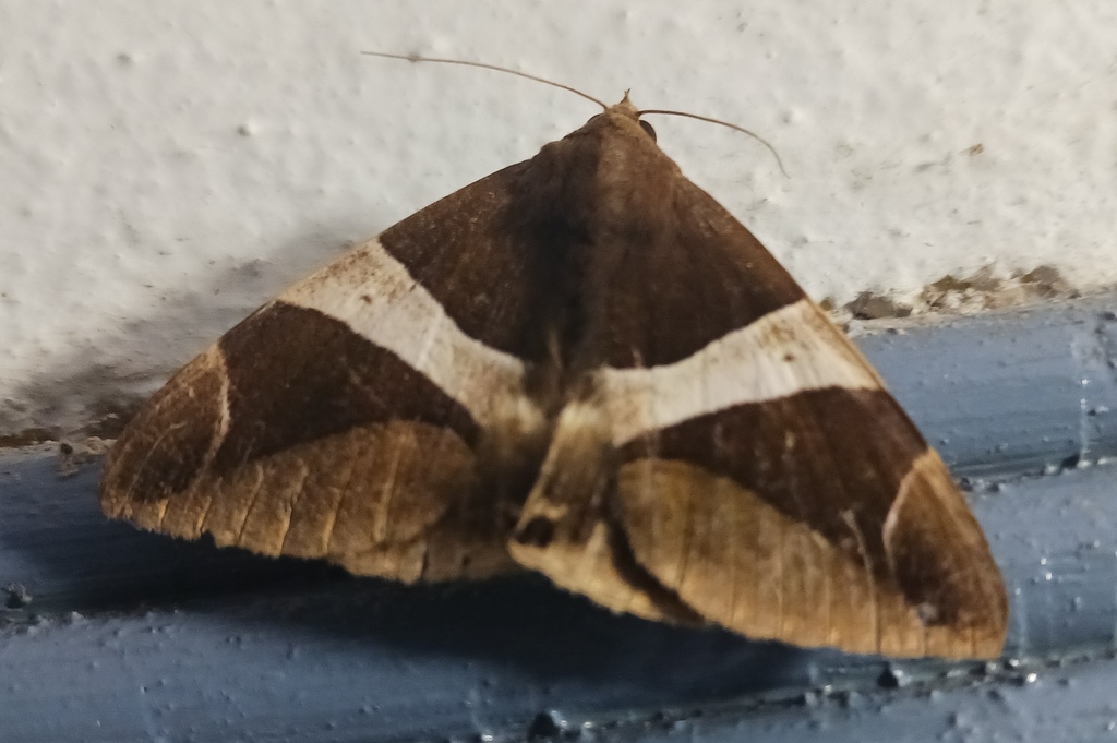 Bastilla crameri from Kausani, District Almora, Uttarakhand 263639 ...