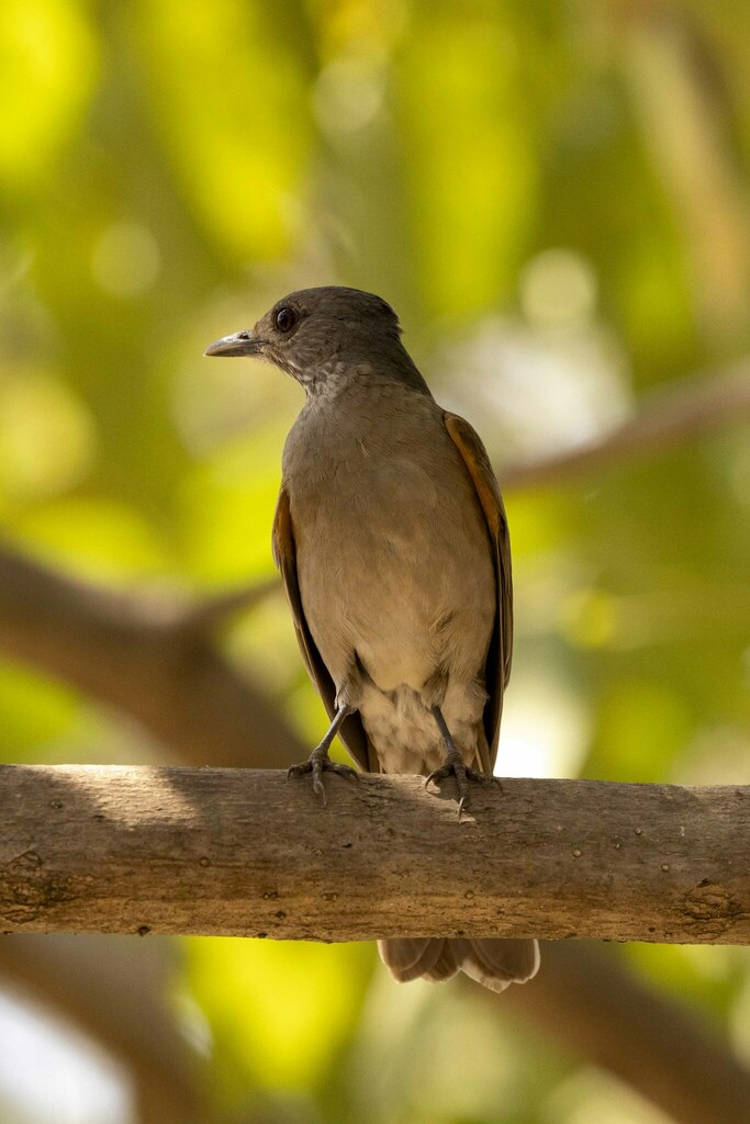 Pale-breasted Thrush from Várzea Grande, State of Mato Grosso, Brazil ...