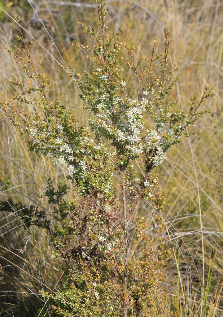 Tantoon from Arrawarra NSW 2456, Australia on September 7, 2023 at 09: ...