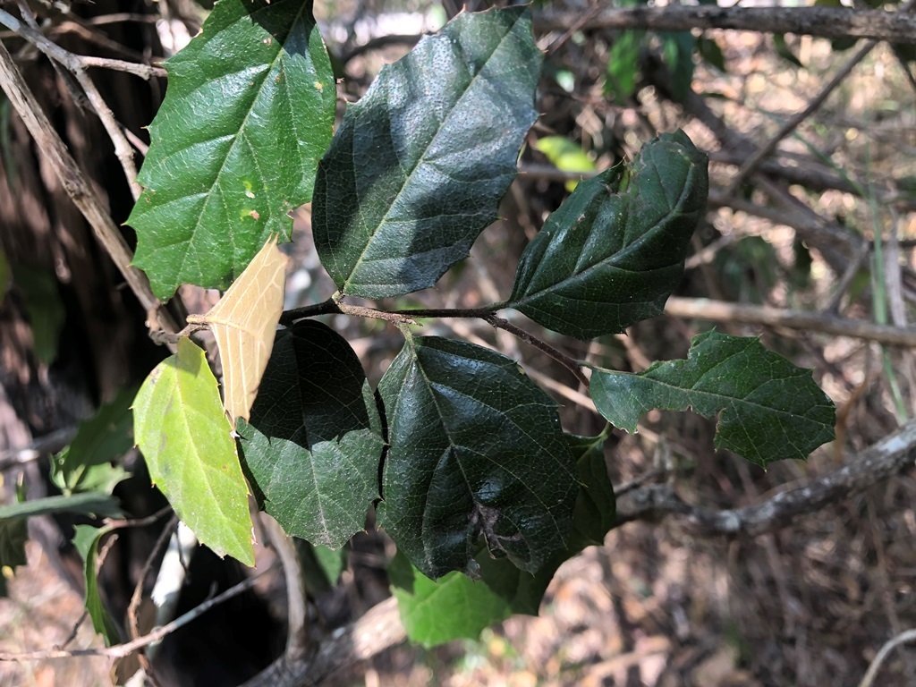 Axe handle Wood from Withcott QLD 4352, Australia on September 7, 2023 ...