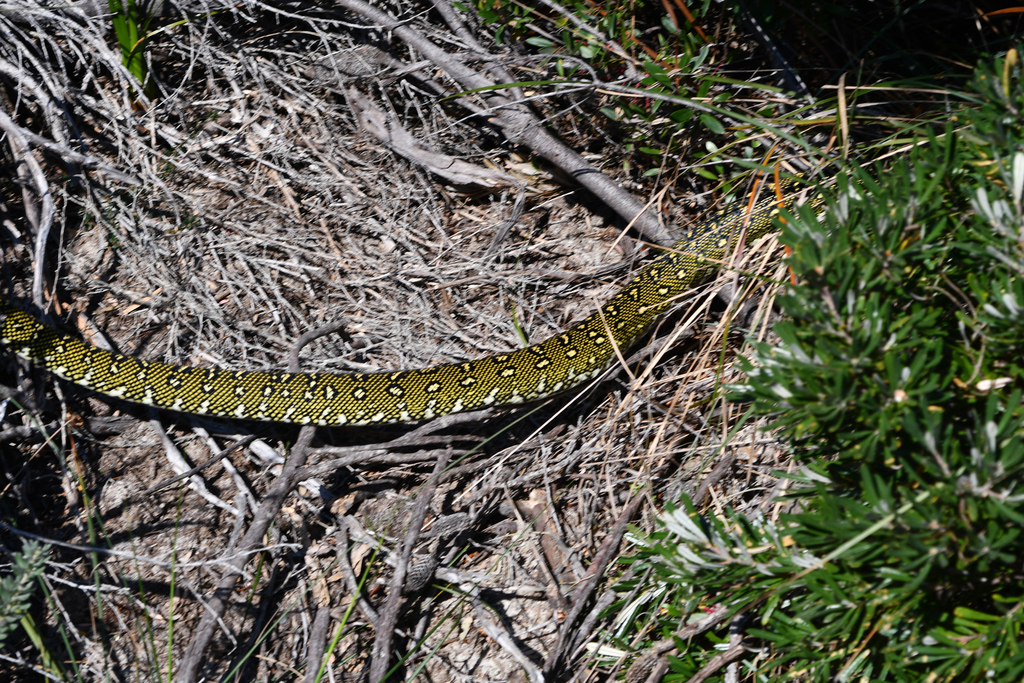 Diamond Python from Sydney NSW, Australia on September 7, 2023 at 12:38 ...