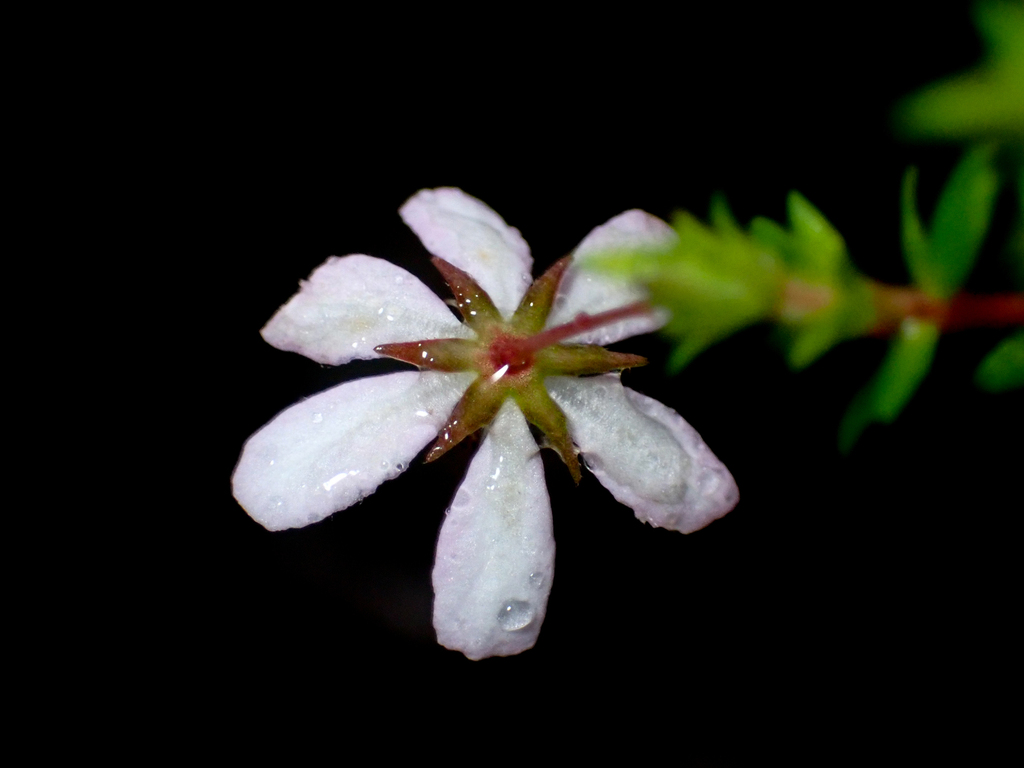 Bauera microphylla from Girrakool Loop Track, Kariong NSW, Australia on ...