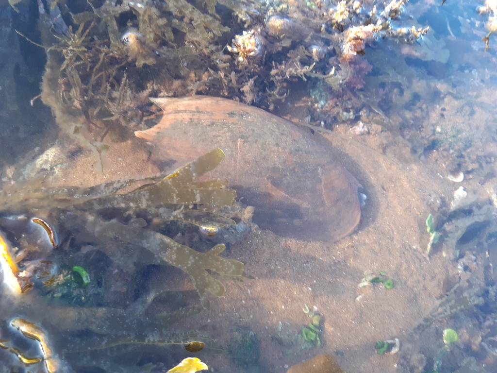 Melon Shell from Port Hedland, WA, Australia on September 4, 2023 at 06 ...