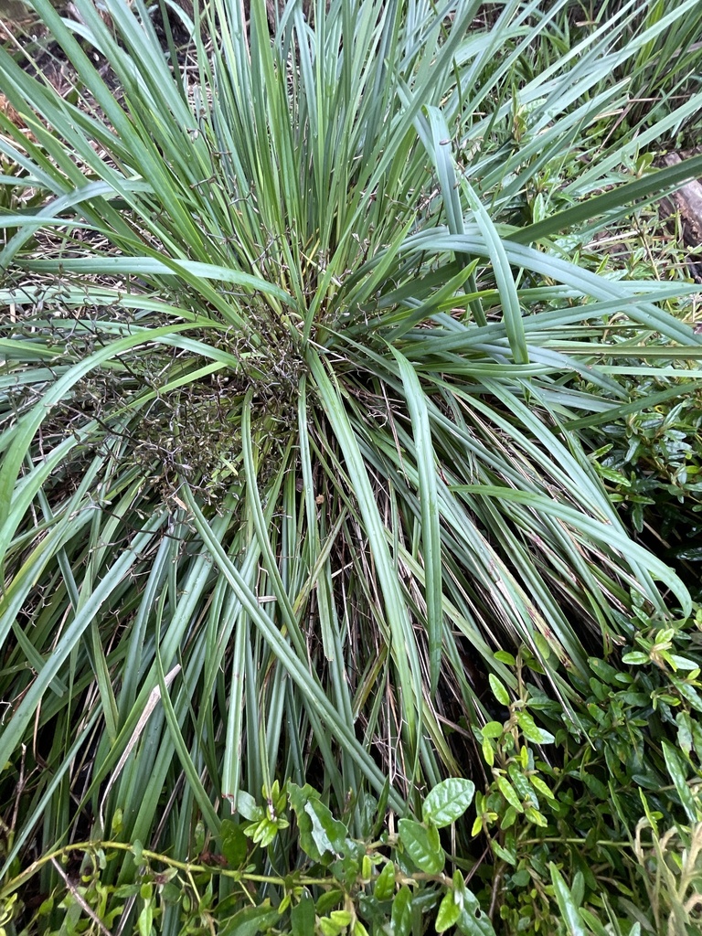 Coast Flax-Lily in September 2023 by suecee · iNaturalist
