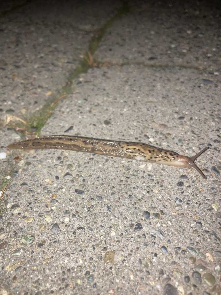 Leopard Slug from Lewis & Clark College, Portland, OR, US on September ...
