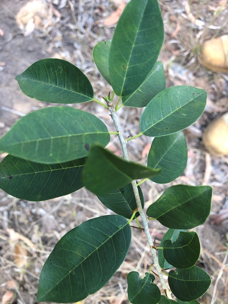 Cockspur Thorn from Withcott QLD 4352, Australia on September 7, 2023 ...