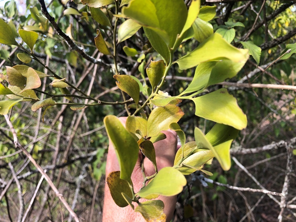 Broad Leaved Native Cherry from Withcott QLD 4352, Australia on ...