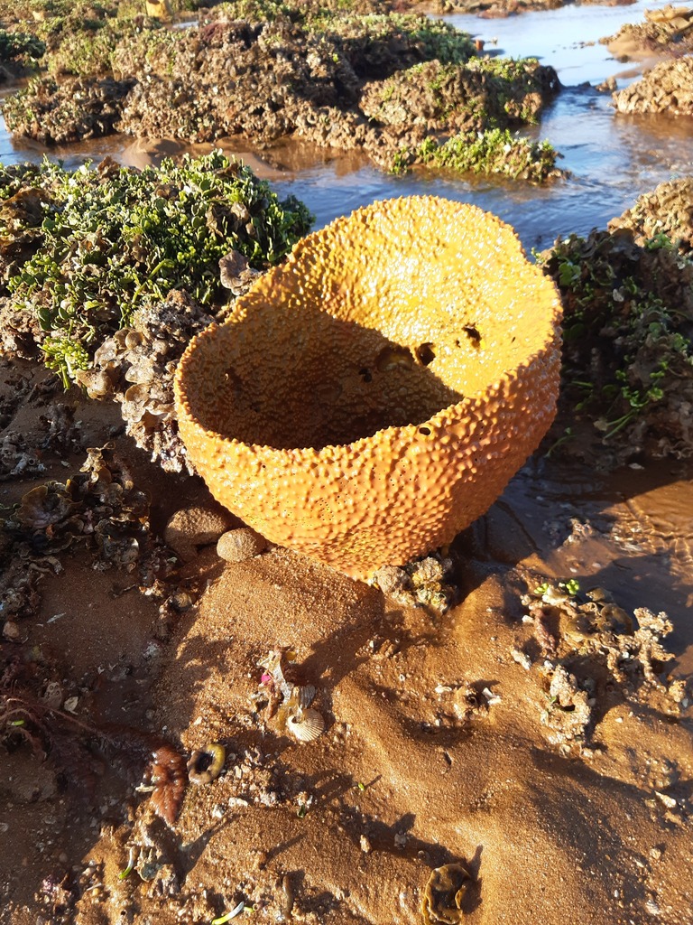Sponges from Port Hedland, WA, Australia on September 4, 2023 at 07:19 ...