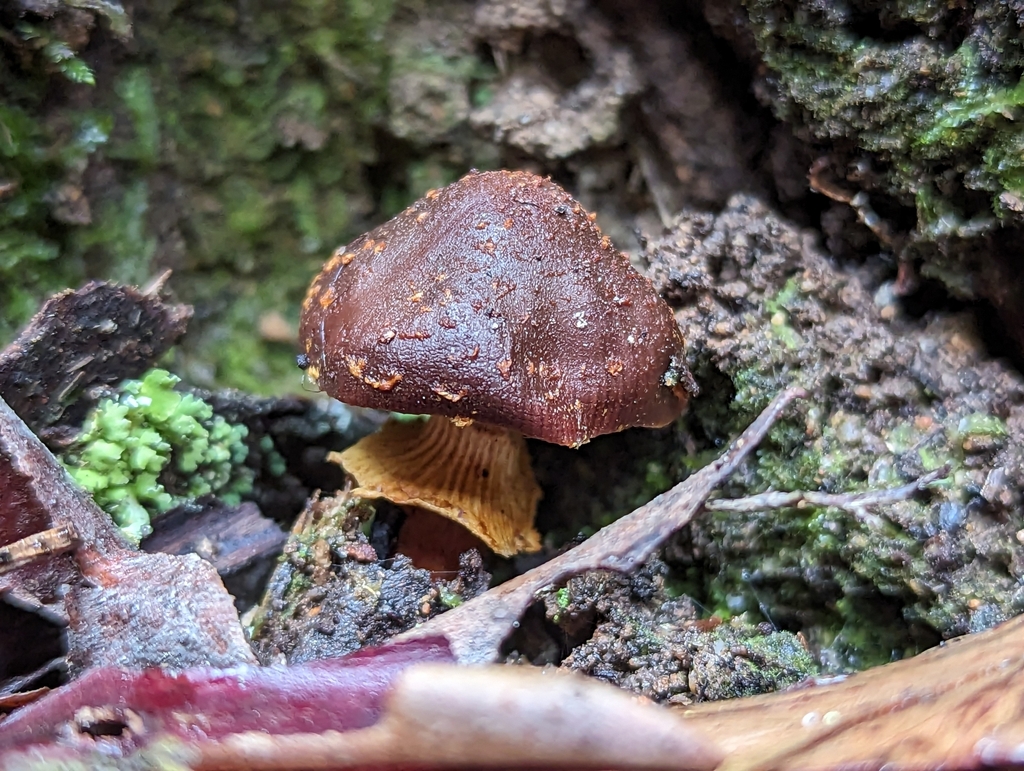 Descolea recedens from Paddys River ACT 2620, Australia on September 8 ...