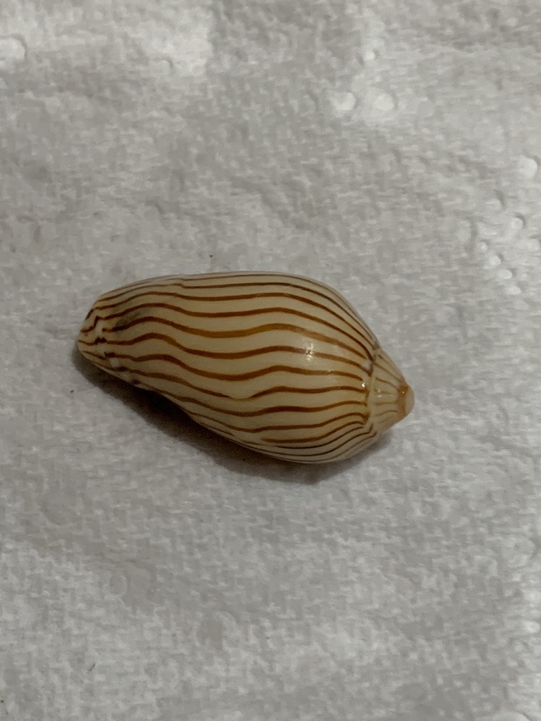 Zebra Volute from Bonville Creek & Beach, Bundagen, NSW, AU on ...