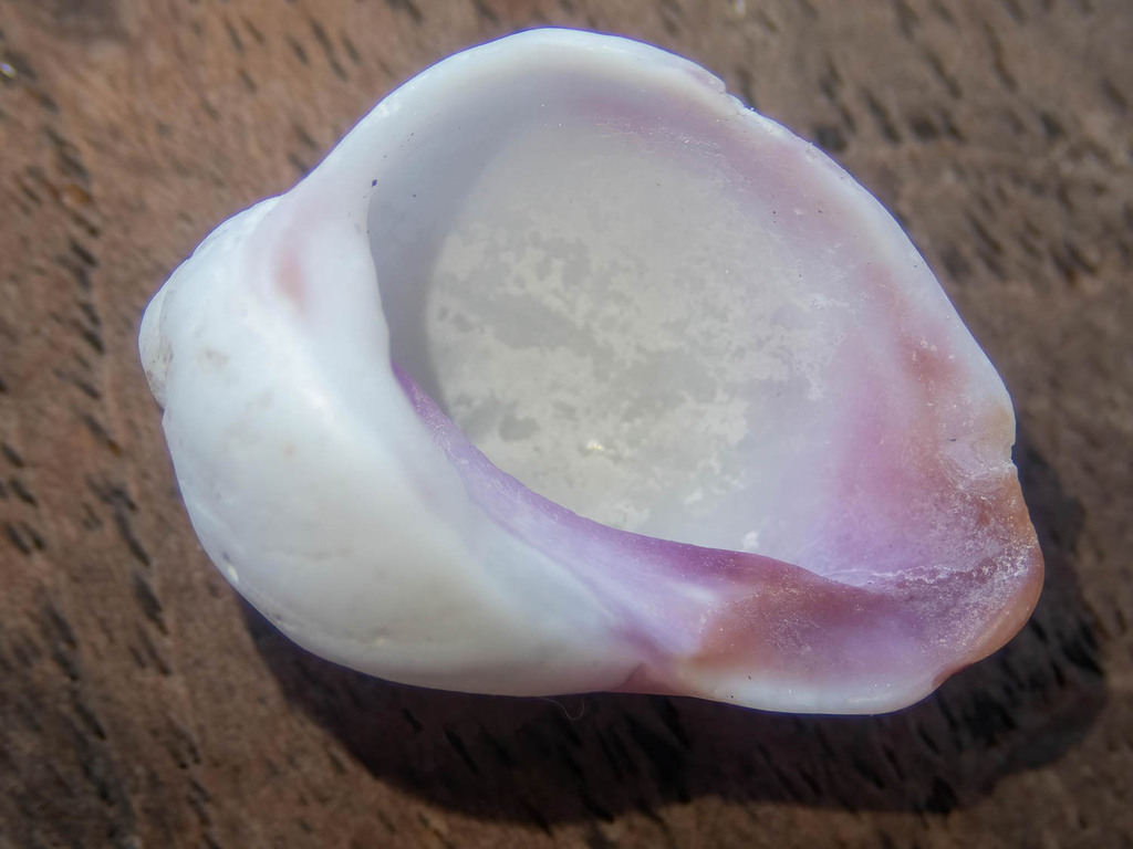 Galeropsis monodonta from Tulamben, Karangasem Regency, Bali, Indonesia ...