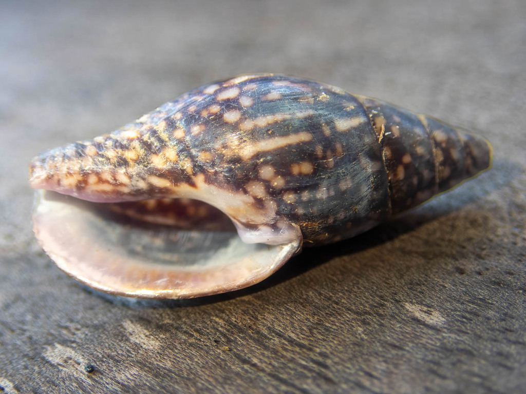 Anachis fasciata from Tulamben, Karangasem Regency, Bali, Indonesia on ...