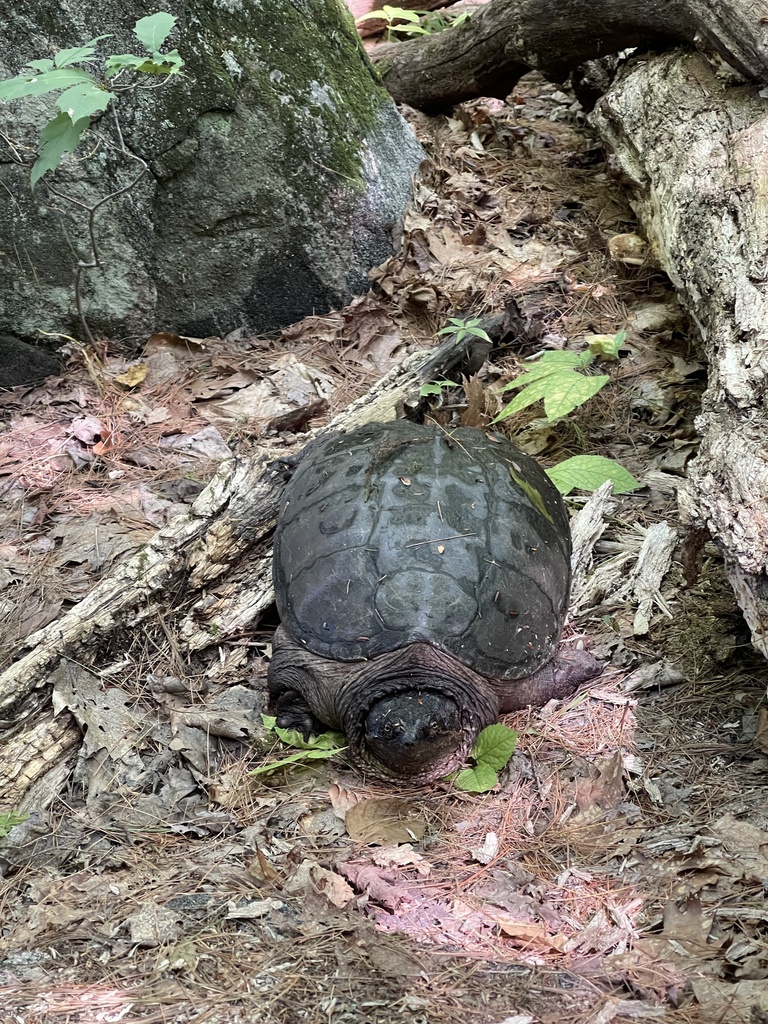 Common Snapping Turtle from Hardy Lake Provincial Park, Lacs Muskoka ...