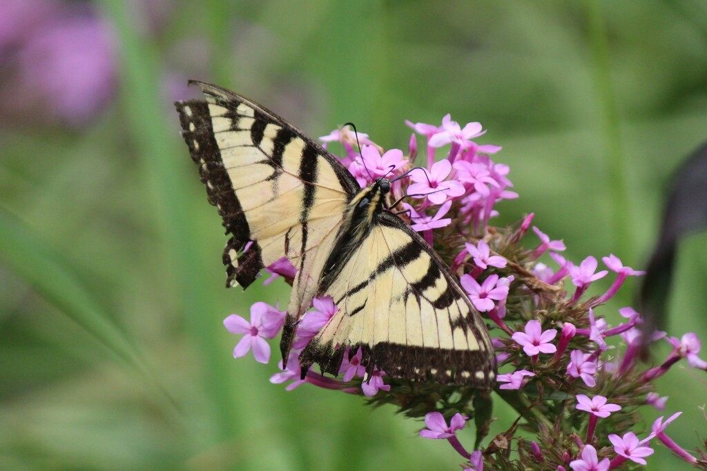 Eastern Tiger Swallowtail from Dundurn A, Hamilton, ON, Canada on ...