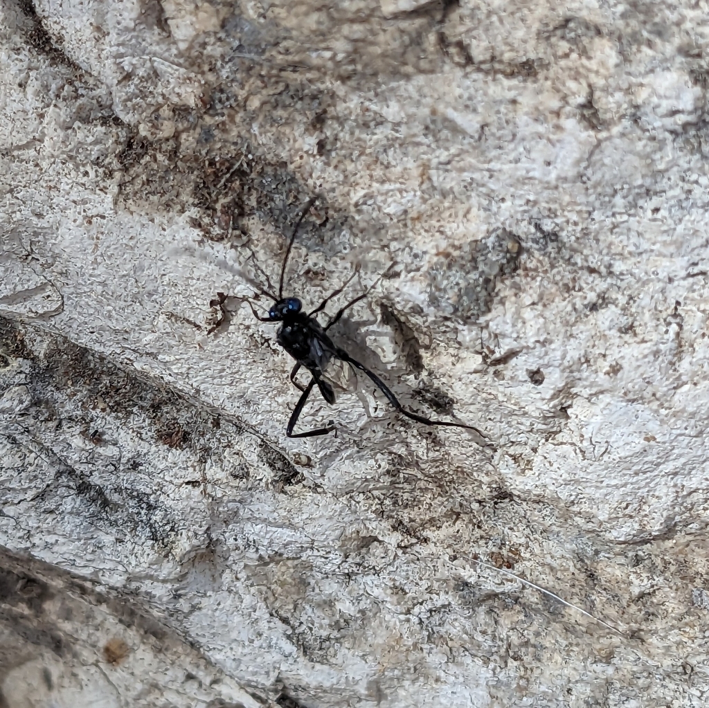 Blue-eyed Ensign Wasp from רחובות, ישראל on September 8, 2023 at 09:14 ...
