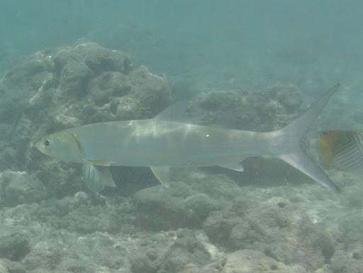 Hawaiian Ladyfish (Reef Fish of the Hawaiian Islands) · iNaturalist