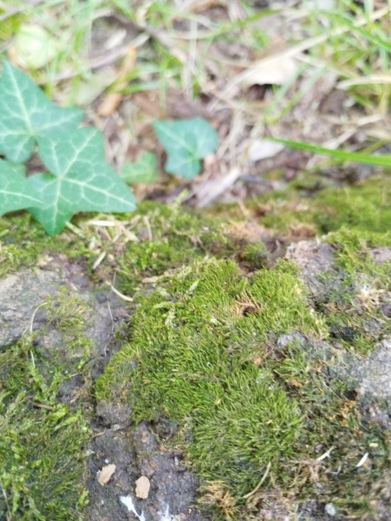 Cypress-leaved Plait-moss from Iturrama, Pamplona, Navarra, España on ...