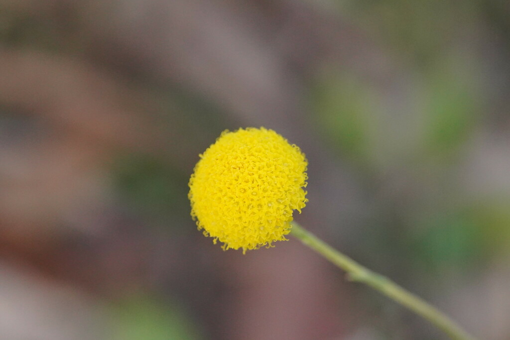 Common Billy buttons from Stawell VIC 3380, Australia on September 3 ...