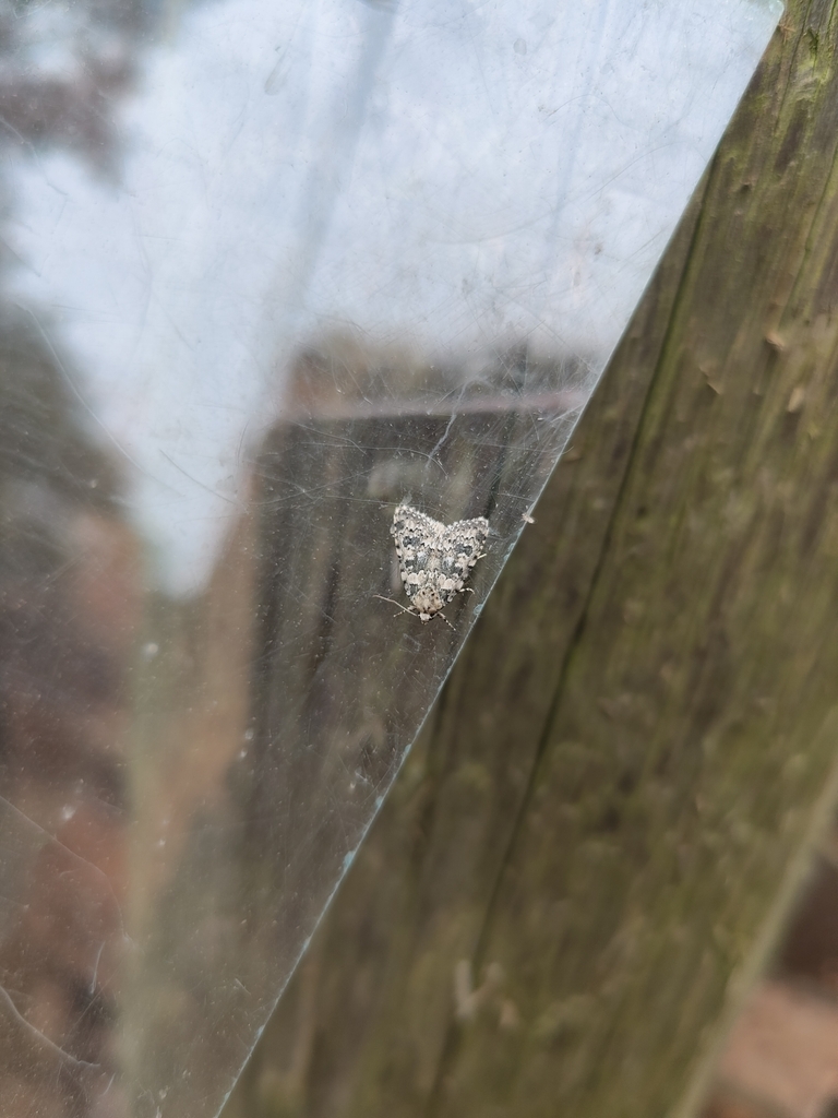 Marbled Beauty from Dudley DY1 4QD, UK on September 8, 2023 at 09:21 AM ...