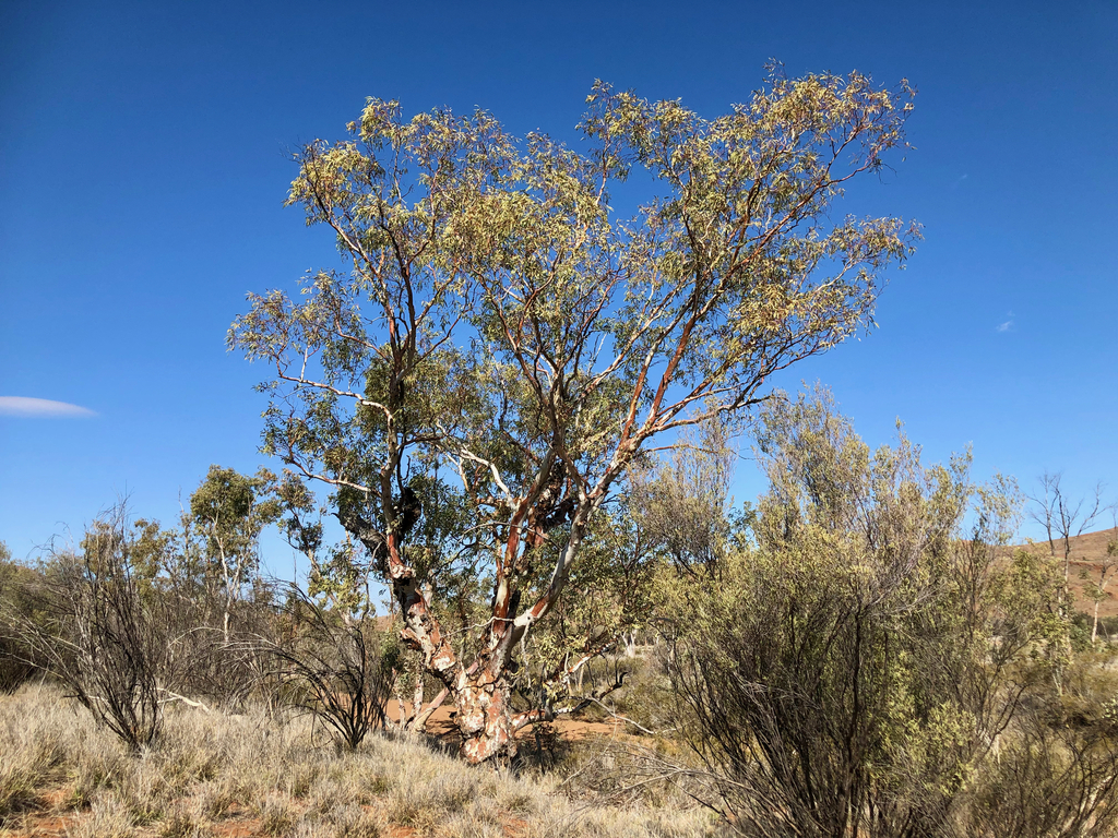Eucalyptus camaldulensis arida from Anangu Pitjantjatjara ...