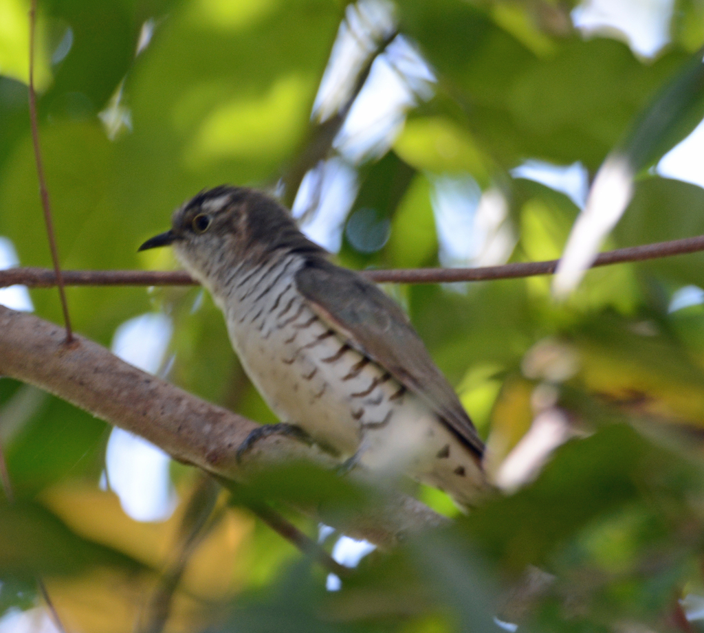 Little Bronze-Cuckoo from Garig Gunak Barlu National Park, Cobourg ...
