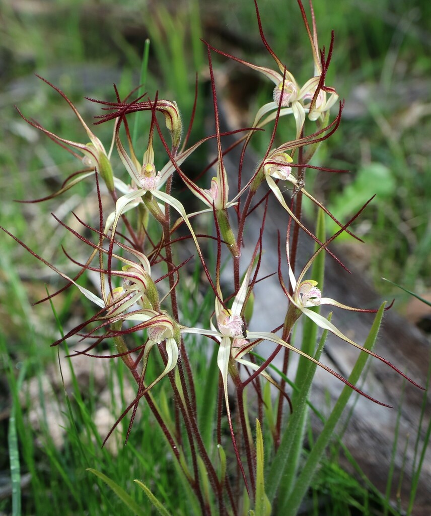 Caladenia melanema in August 2021 by RIC WOODLAND · iNaturalist