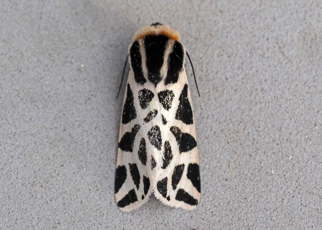 discrete chaperon from Villar de Corneja-Venta el Hambre-Ávila, España ...