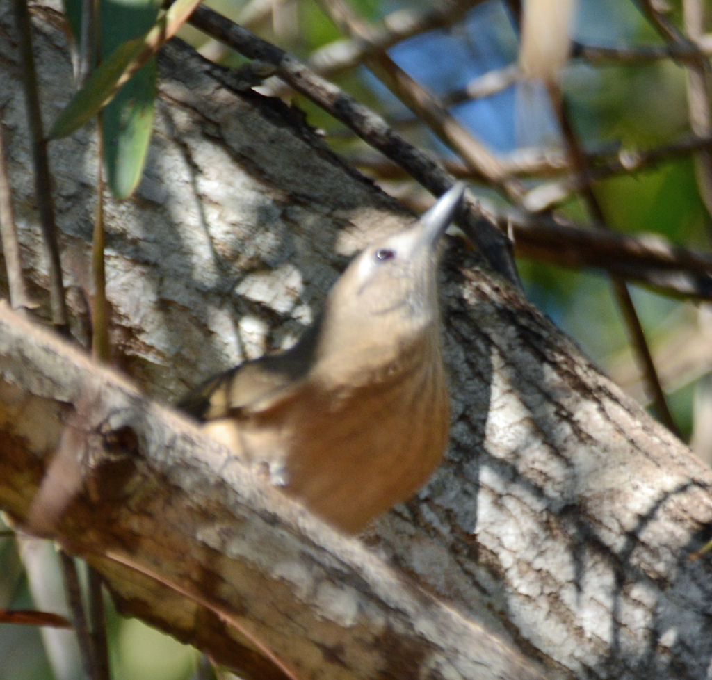 Arafura Shrikethrush from Garig Gunak Barlu National Park, Cobourg ...