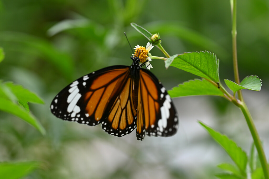 Common Tiger Butterfly from Lonku Khasmahal, West Bengal, India on ...
