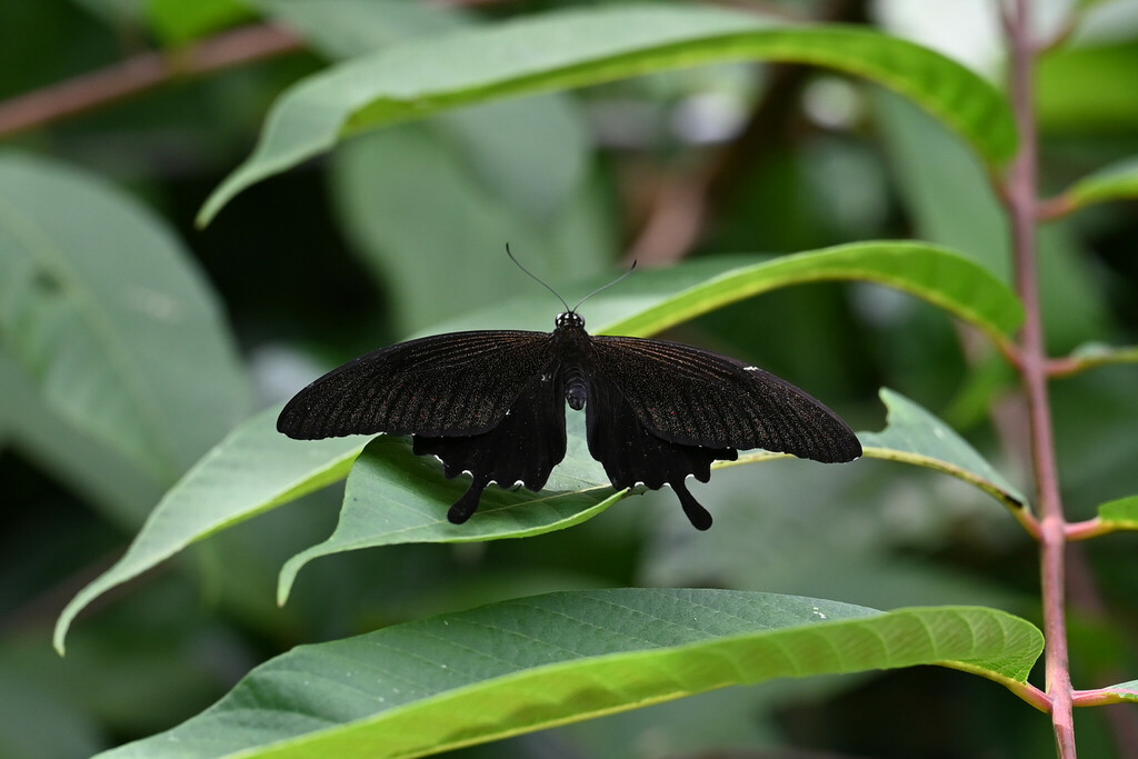 Papilio chaon from Lonku Khasmahal, West Bengal, India on September 7 ...