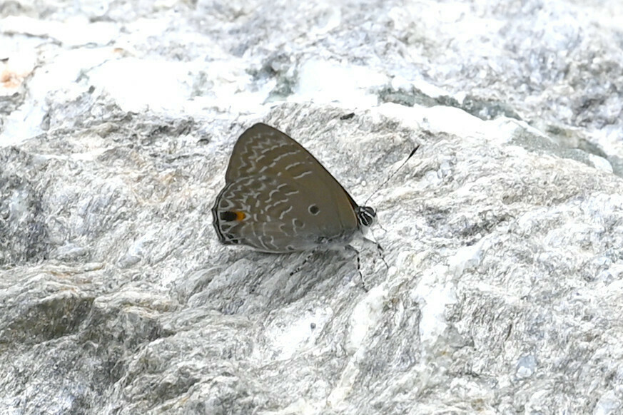 Pointed Ciliate Blue from Lonku Khasmahal, West Bengal, India on ...