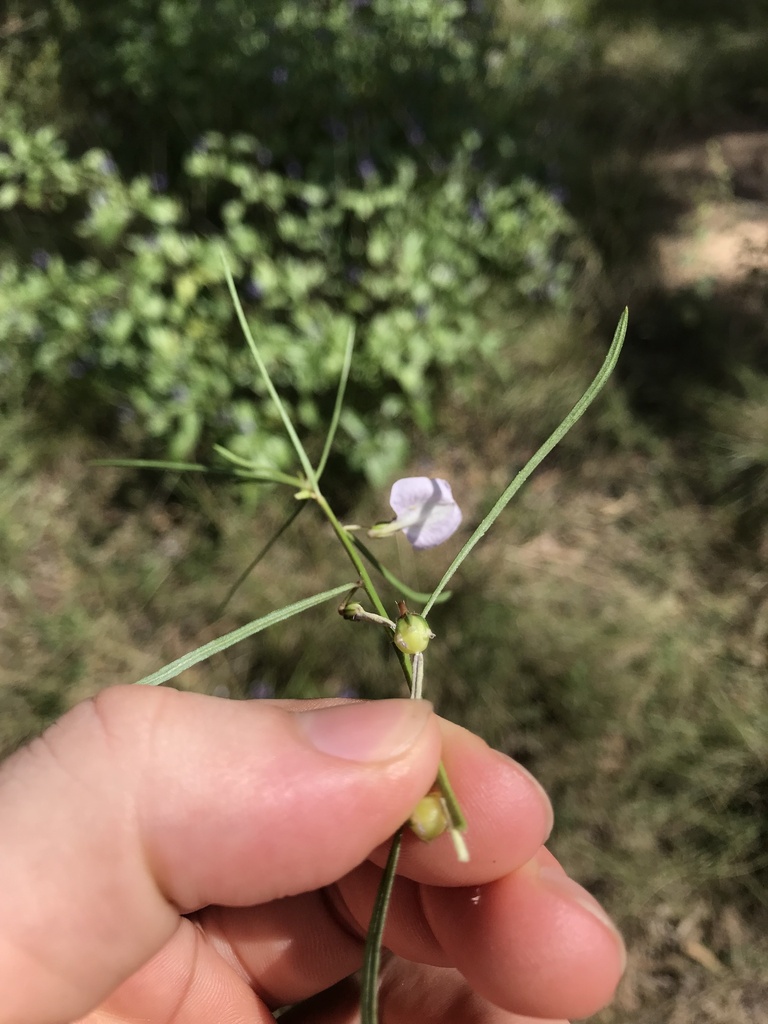 Spade Flower from JCU Townsville, Douglas, QLD, AU on May 26, 2022 at ...