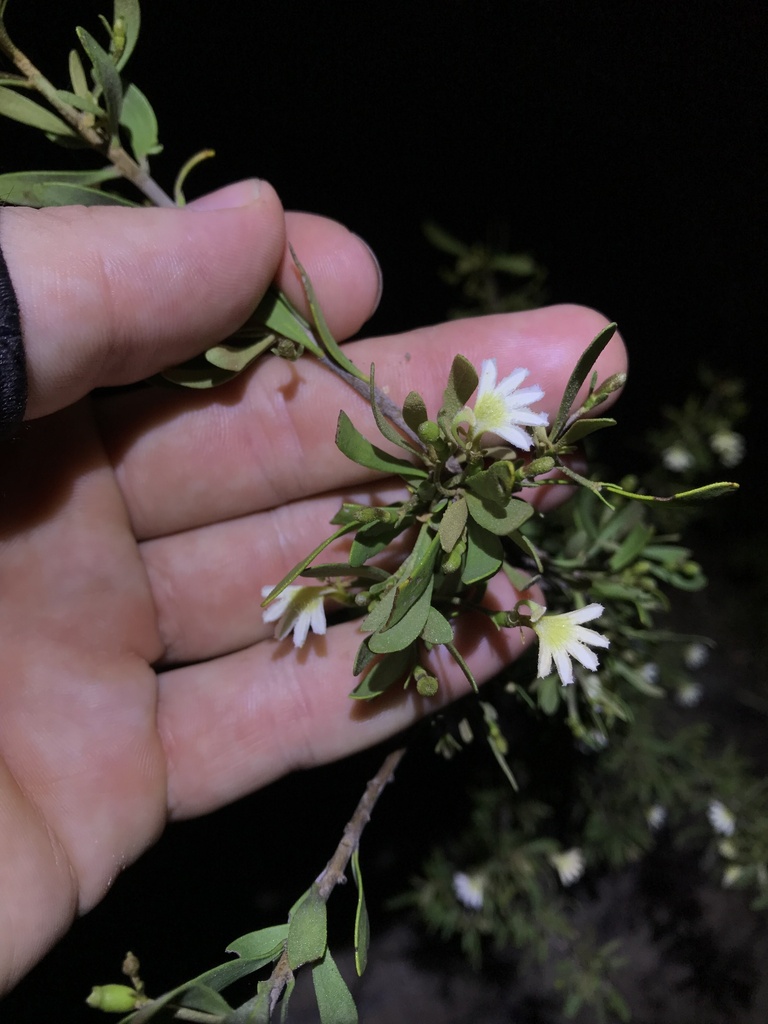 Spiny Fan-flower from Mount Louisa, QLD, AU on May 15, 2022 at 04:52 PM ...