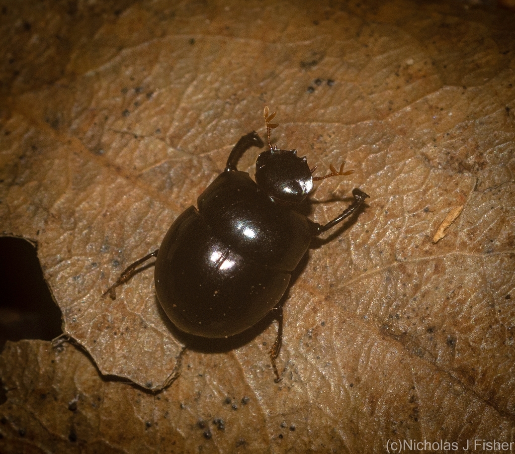 Dung Beetles from Tamborine Mountain QLD 4272, Australia on February 27 ...