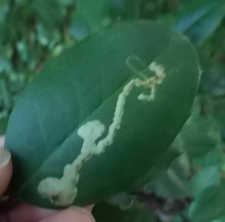 European Holly Leafminer from Buxton Cemetery on September 7, 2023 at ...