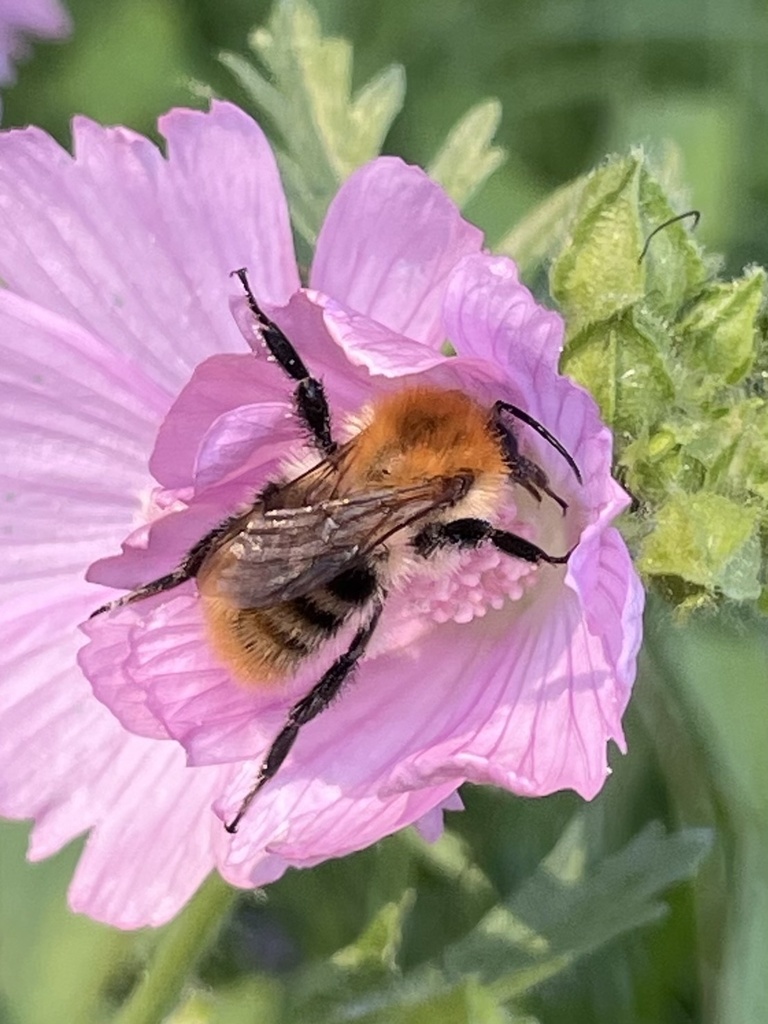 Common Carder Bumble Bee from Karlsruhe, Baden-Württemberg, DE on ...