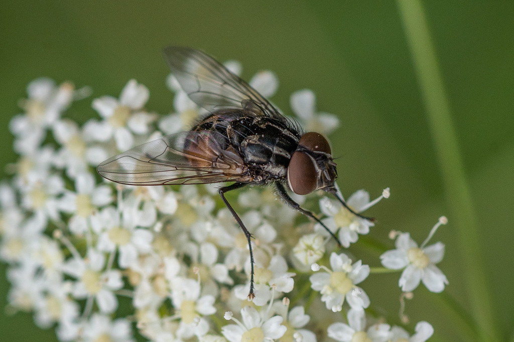 Graphomya maculata from Кирово-Чепецкий р-н, Кировская обл., Россия on ...