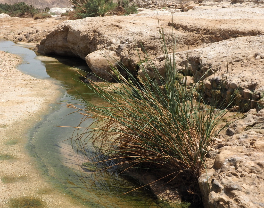 Salt Rush from Be'er Sheva, Israel on August 17, 2023 at 12:30 PM by ...